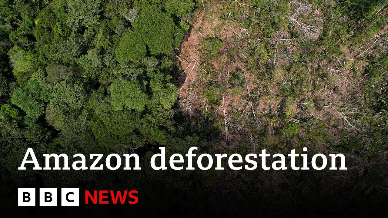 One fifth of the Amazon rainforest lost to deforestation | BBC News ... One fifth of the Amazon rainforest lost to deforestation | BBC News ...